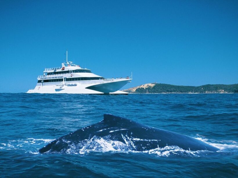 Moreton Island: Tangalooma Whale Watching & Dolphin Feeding - Weather and Seasonal Considerations