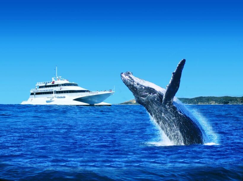 Moreton Island: Tangalooma Whale Watching & Dolphin Feeding - Final Thoughts: Who Is This Tour Best For?