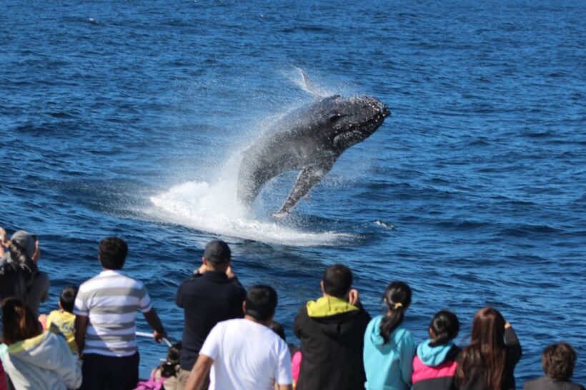 Moreton Island: Tangalooma Whale Watching & Dolphin Viewing - Who Will Love This Tour?