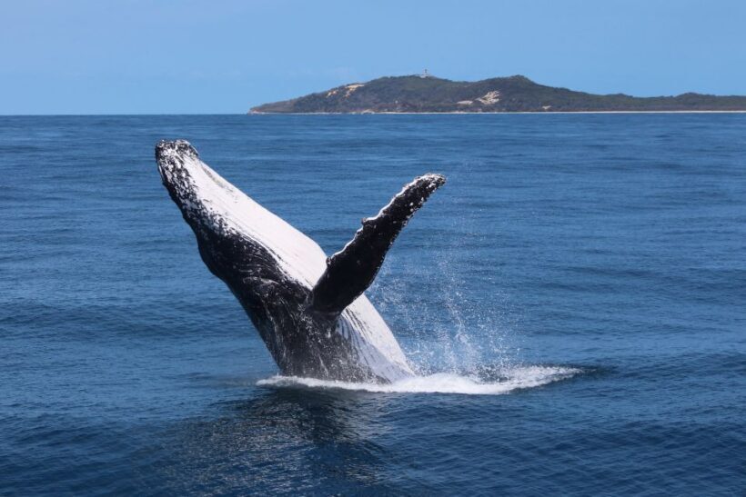 Moreton Island: Tangalooma Whale Watching & Dolphin Viewing - FAQ