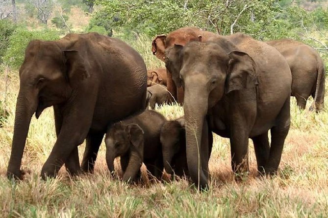 Morning 07 Hour Private Safari at Yala National Park by Yala La Safari Tours - The Experience at a Glance