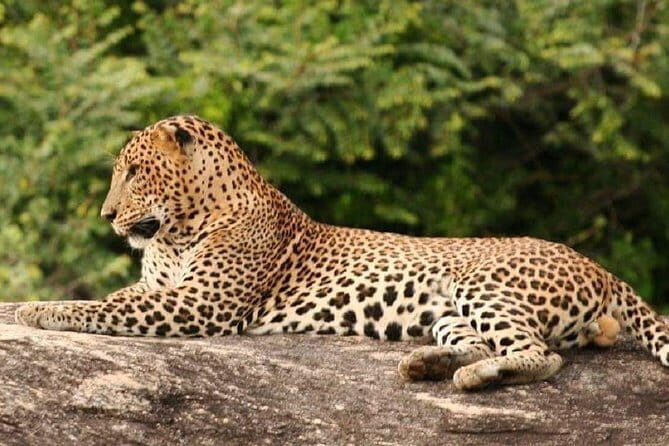 Morning 07 Hour Shared Safari at Yala National Park by Yala La Safari Tours - The Itinerary in Detail: What to Expect