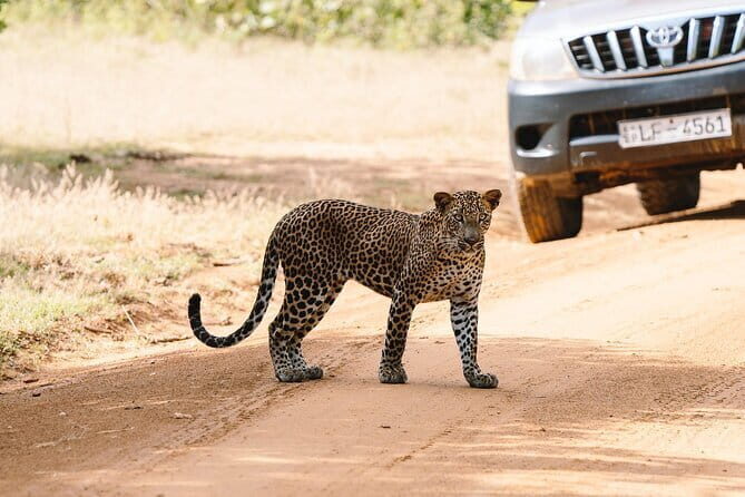 Morning 07 Hour Shared Safari at Yala National Park by Yala La Safari Tours - The Experience and Atmosphere