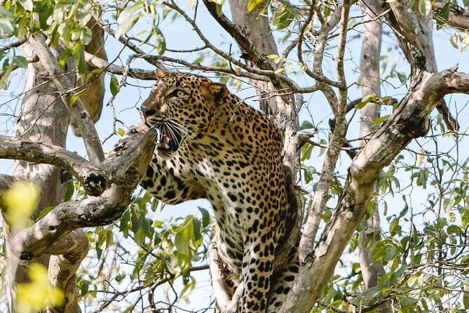 Morning 07 Hour Shared Safari at Yala National Park by Yala La Safari Tours - Who Should Consider This Tour?