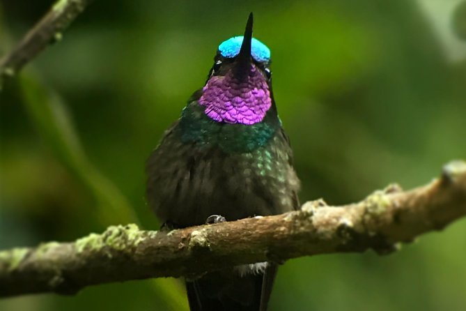 Morning Birdwatching Experience (Small Groups) - Birdwatching in Monteverde, Costa Rica