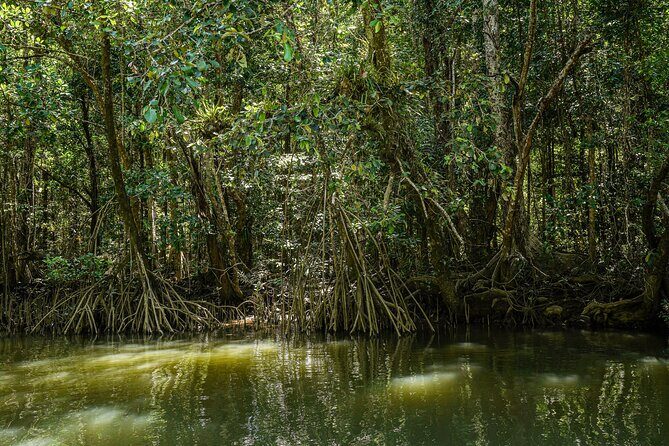 Morning Daintree Tour with River Cruise from Port Douglas - Who Should Consider This Tour?