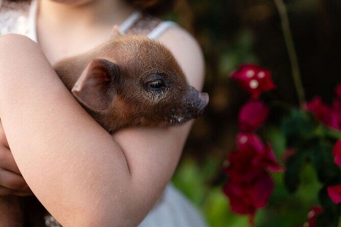 Morning Farm Experience near Gympie & Noosa - Key Points