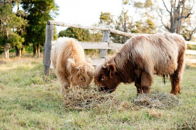 Morning Farm Experience near Gympie & Noosa - Practical Details and Logistics
