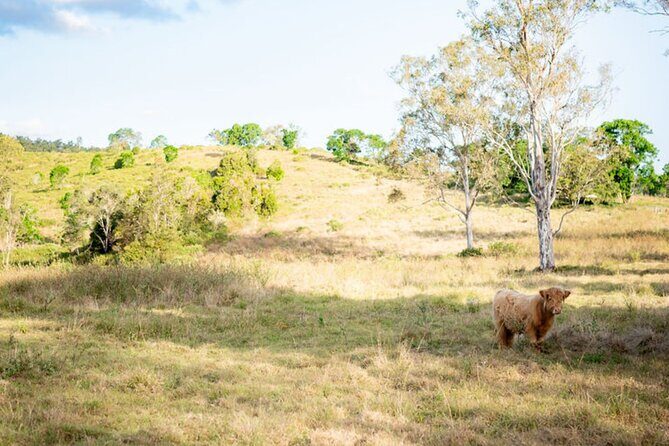 Morning Farm Experience near Gympie & Noosa - FAQs
