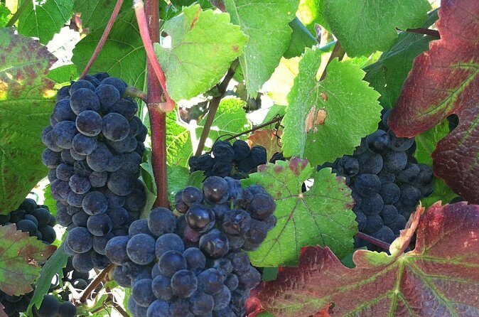 Morning Half Day Carmel Valley Wine Tasting Tour - Authentic Experiences and What Travelers Are Saying