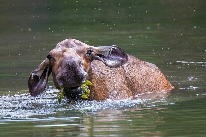 Morning Jasper National Park Wildlife Tour - What to Expect from the Jasper Wildlife Tour