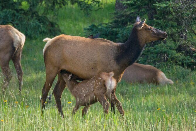 Morning Jasper National Park Wildlife Tour - The Sum Up