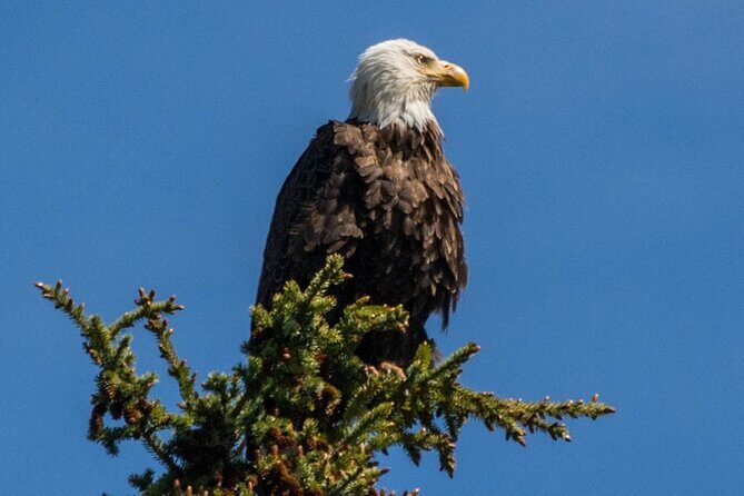 Morning Jasper National Park Wildlife Tour - FAQs