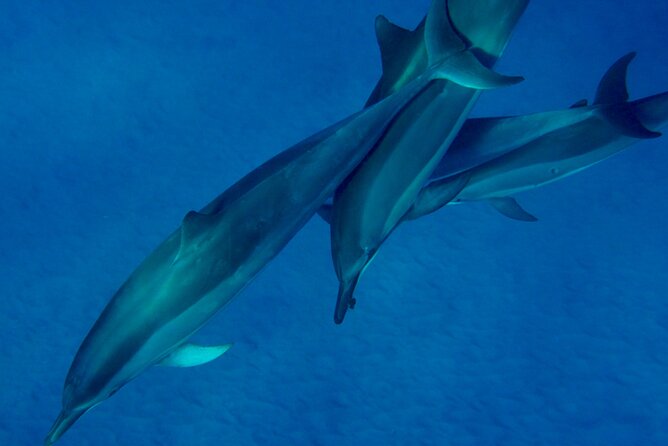 Morning Magic Kayak and Snorkel Adventure in Kealakekua Bay - Gearing Up for the Aquatic Experience