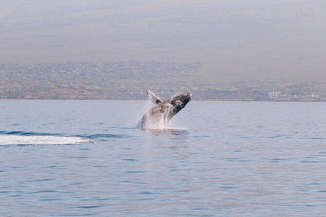 Morning Sail With the Whales Ma'alaea - What Makes This Tour Stand Out?
