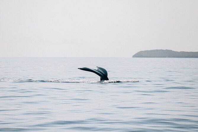 Morning Sail With the Whales Ma'alaea - FAQ