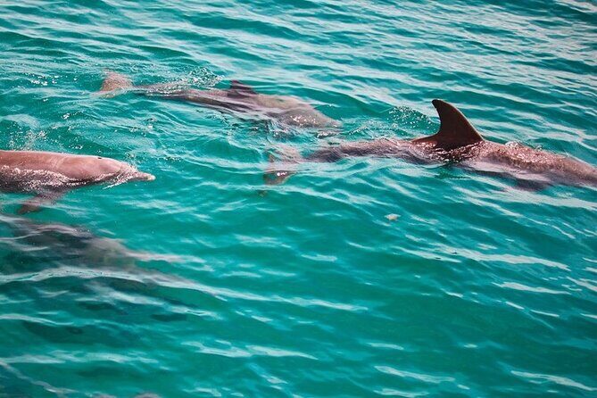 Morning Snorkel & Dolphin Adventure - What Makes This Tour Stand Out?
