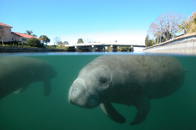 Morning Swim and Snorkel With Manatees-Guided Crystal River Tour - Highlights of the Experience
