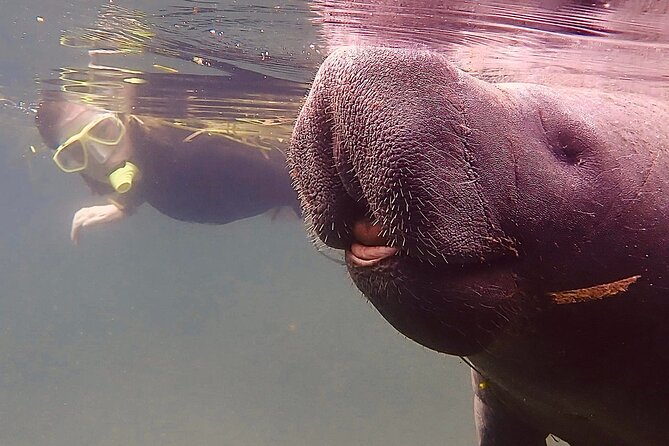 Morning Swim and Snorkel With Manatees-Guided Crystal River Tour - Boat Ride and Amenities