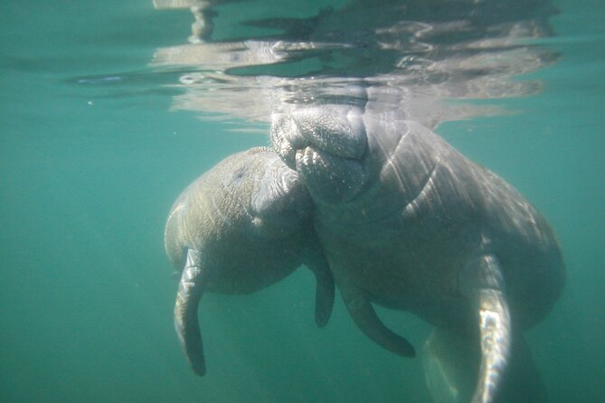 Morning Swim and Snorkel With Manatees-Guided Crystal River Tour - Guides and Local Knowledge