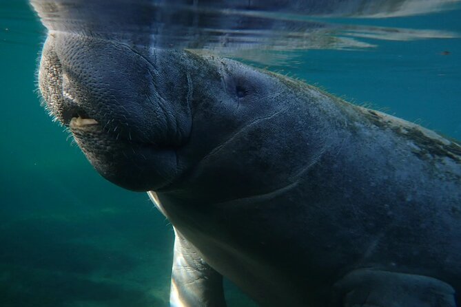 Morning Swim and Snorkel With Manatees-Guided Crystal River Tour - Accommodating Diverse Needs