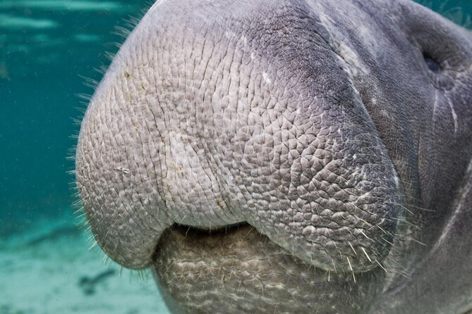 Morning Swim and Snorkel With Manatees-Guided Crystal River Tour - Additional Tour Information