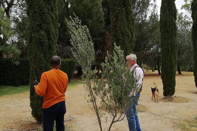 Morning Tour and Olive product tasting - Key Points