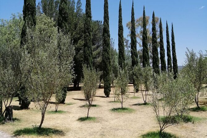 Morning Tour and Olive product tasting - An In-Depth Look at the Experience