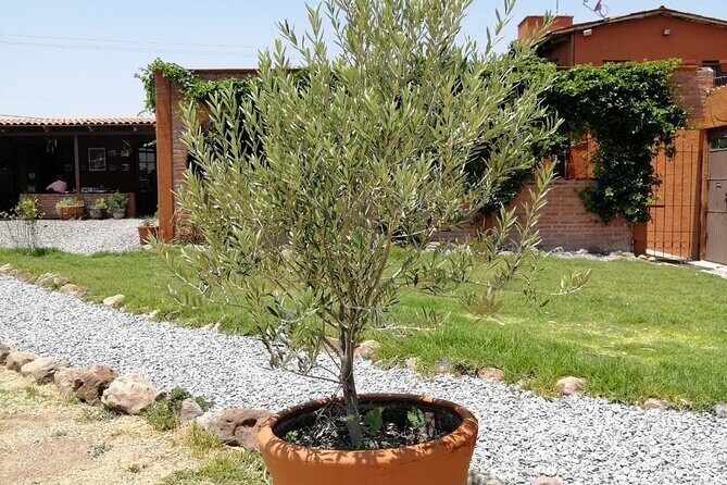 Morning Tour and Olive product tasting - Frequently Asked Questions