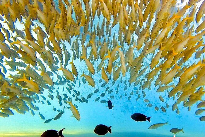 Morning Turtle Town Snorkel at Coral Gardens - A Closer Look at the Tour Experience