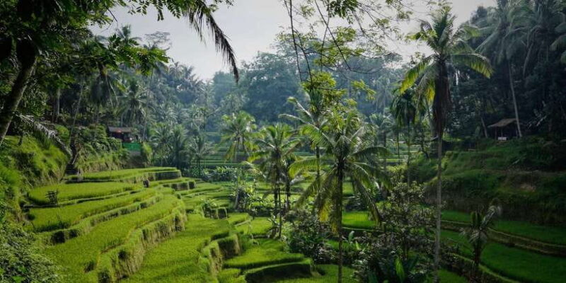 Morning Yoga Class at Heart of Ubud and Holy Bathing Ritual - Key Points