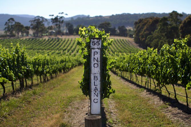 Mornington Peninsula Small Group Rare Hare or Merricks Wine Store - Authentic Traveler Feedback