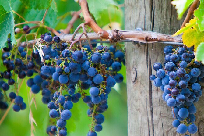 Mornington Peninsula Tour inc chairlift,beach boxes,lunch,choc tasting and more - Who Will Enjoy This Tour?