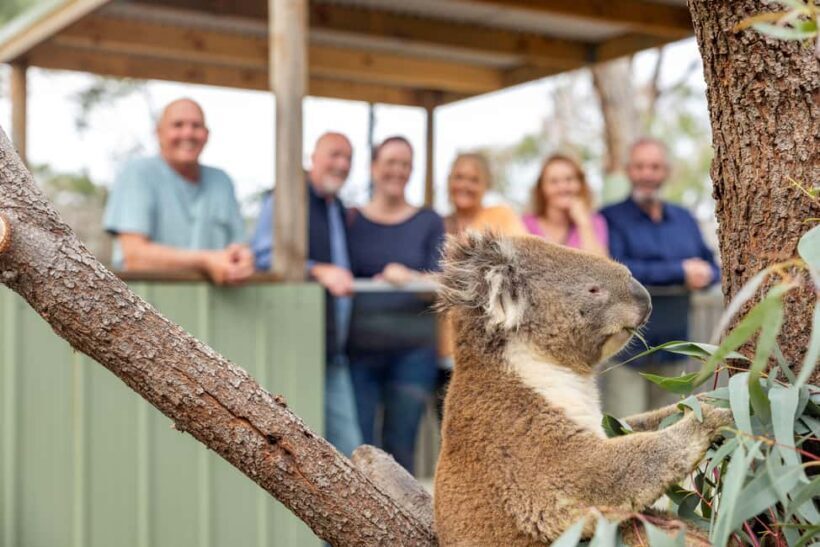 Mornington Peninsula Tour: wildlife, wine, art & hot springs - Final Thoughts