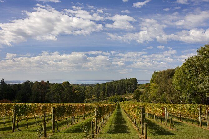 Mornington Peninsula Wine Day Tour - An In-Depth Breakdown of the Tour