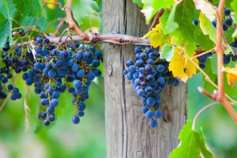 Mornington Peninsula Winery Bus Tour with Lunch & Wine - The Pros and Cons