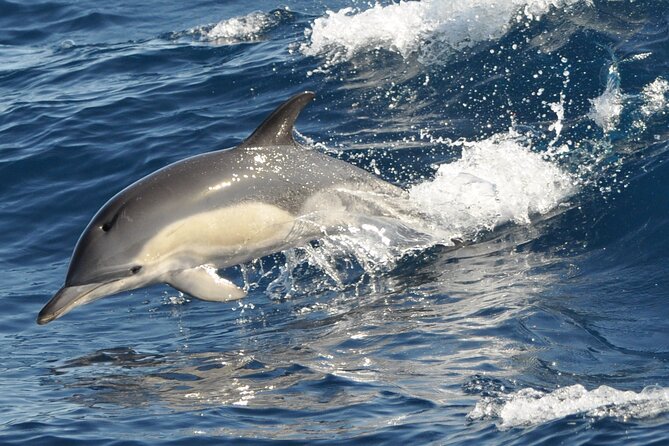 Morro Jable: 2 Hours Magic Dolphin & Whale Watching With Drinks & Swim Stop. - Tour Capacity and Crew