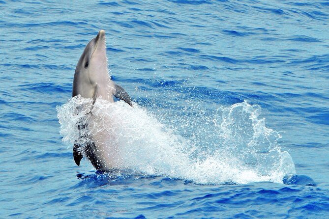 Morro Jable: 2 Hours Magic Dolphin & Whale Watching With Drinks & Swim Stop. - Accessibility and Additional Information
