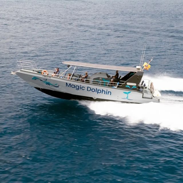 Morro Jable: Dolphin & Whale Watching Cruise, Drinks & Swim - Key Points