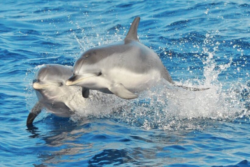 Morro Jable: Dolphin & Whale Watching Cruise, Drinks & Swim - What to Expect on the Tour