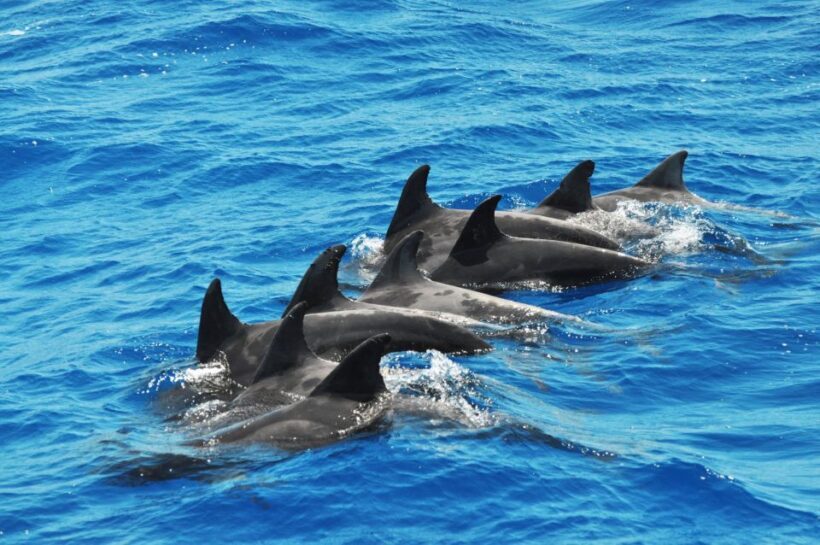 Morro Jable: Dolphin & Whale Watching Cruise, Drinks & Swim - Drinks, Comfort, and Overall Value