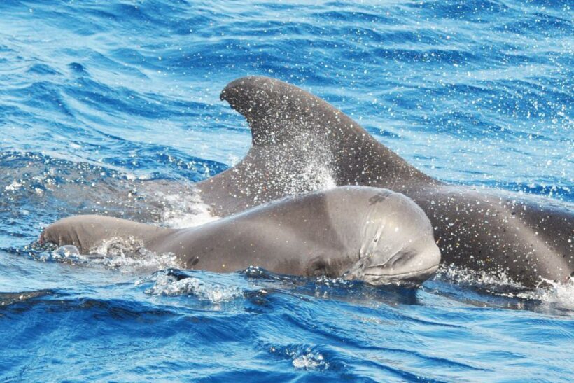 Morro Jable: Dolphin & Whale Watching Cruise, Drinks & Swim - Who Will Love This Tour?