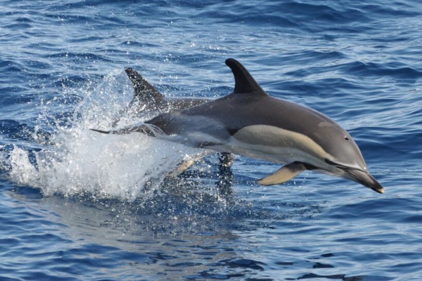 Morro Jable: Dolphin & Whale Watching Cruise, Drinks & Swim - The Sum Up: Who Is This Tour Best For?