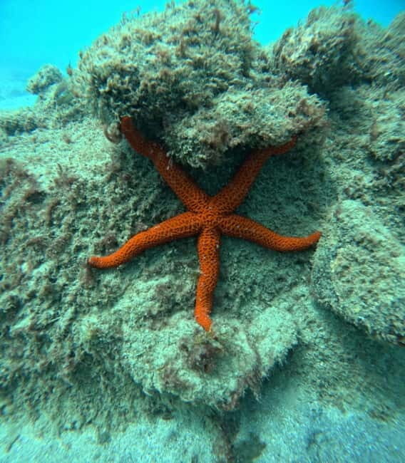 Morro Jable: Snorkeling Adventure - What’s Included and What to Know Before You Go