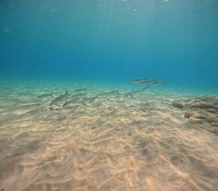 Morro Jable: Try Diving Experience for Beginners - The Value and Pricing