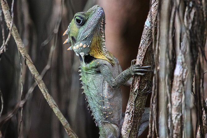 Mossman Gorge Adventure Day - Who Will Love This Tour