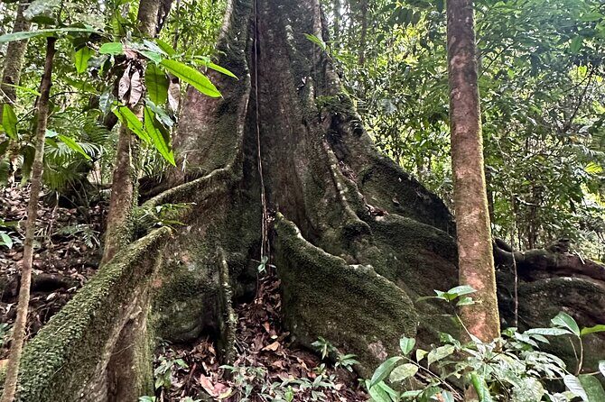 Mossman Gorge Daintree Experience Small Groups - Practicalities and Tips for Future Travelers