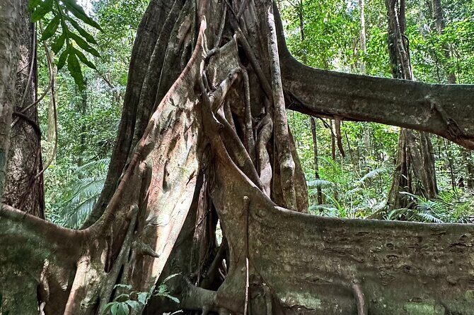 Mossman Gorge Daintree Experience Small Groups - The Bottom Line: Is This Tour Right for You?