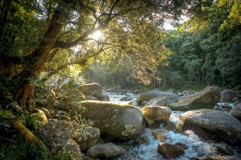 Mossman Gorge: Day Tour with River Drift Experience - An Overview of the Experience