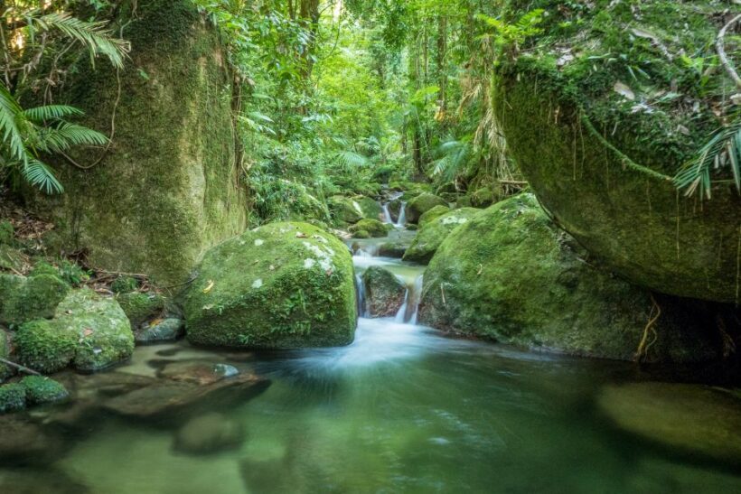 Mossman Gorge: Day Tour with River Drift Experience - The Experience: What Travelers Are Saying